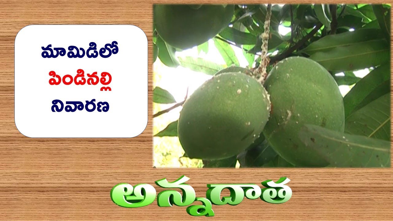 Mealy Bug Damage in Mango || ETV Annadata - YouTube