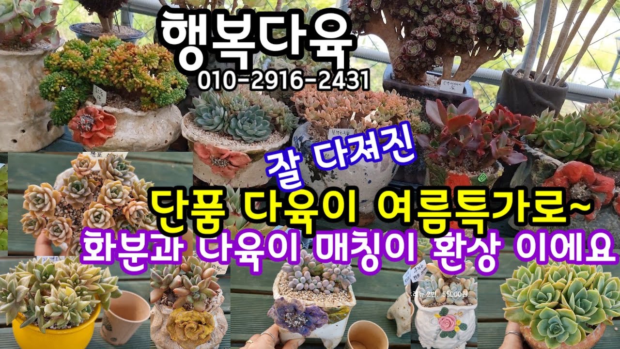 잘 달궈진 다육이와 고급화분 한꺼번에 여름특가로 내꺼하자🌺수형 비율 완성체 환상이죠 ~🍀착한가격에 득템 하세요 👍행복다육 010