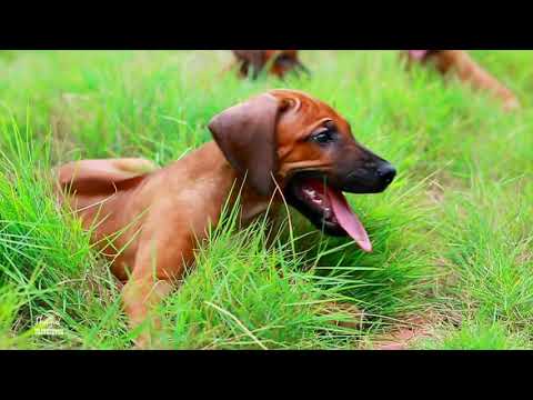 Rhodesian Ridgeback puppies , Chennai, India - YouTube