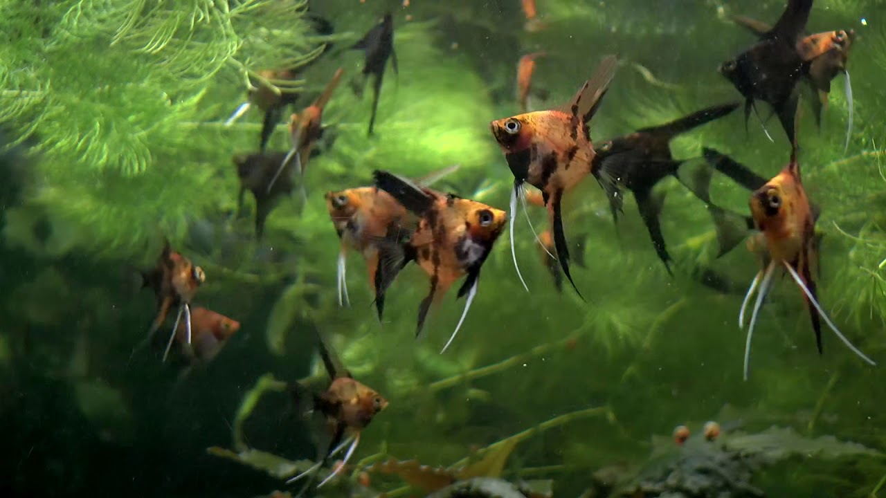 Black Splash and koi Angelfish - 7 weeks old - YouTube