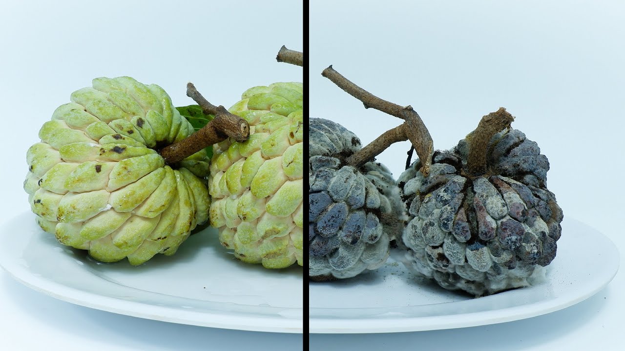 Rotting Custard Apple Fruit Time Lapse - YouTube