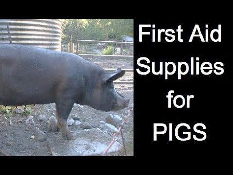 Pigs - First Aid Supplies - YouTube