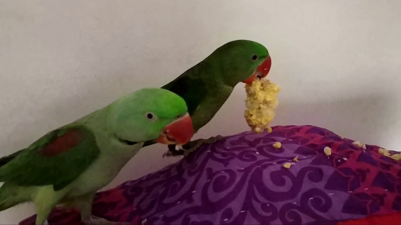 Two Parrots playing | pahadi parrot | Alexandrine Parrot - YouTube