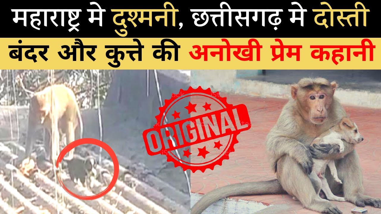 monkey vs dog viral video chhattisgarh |dog monkey funny video| monkey ...
