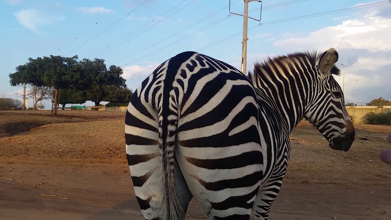 a zebra shows us her butt - YouTube