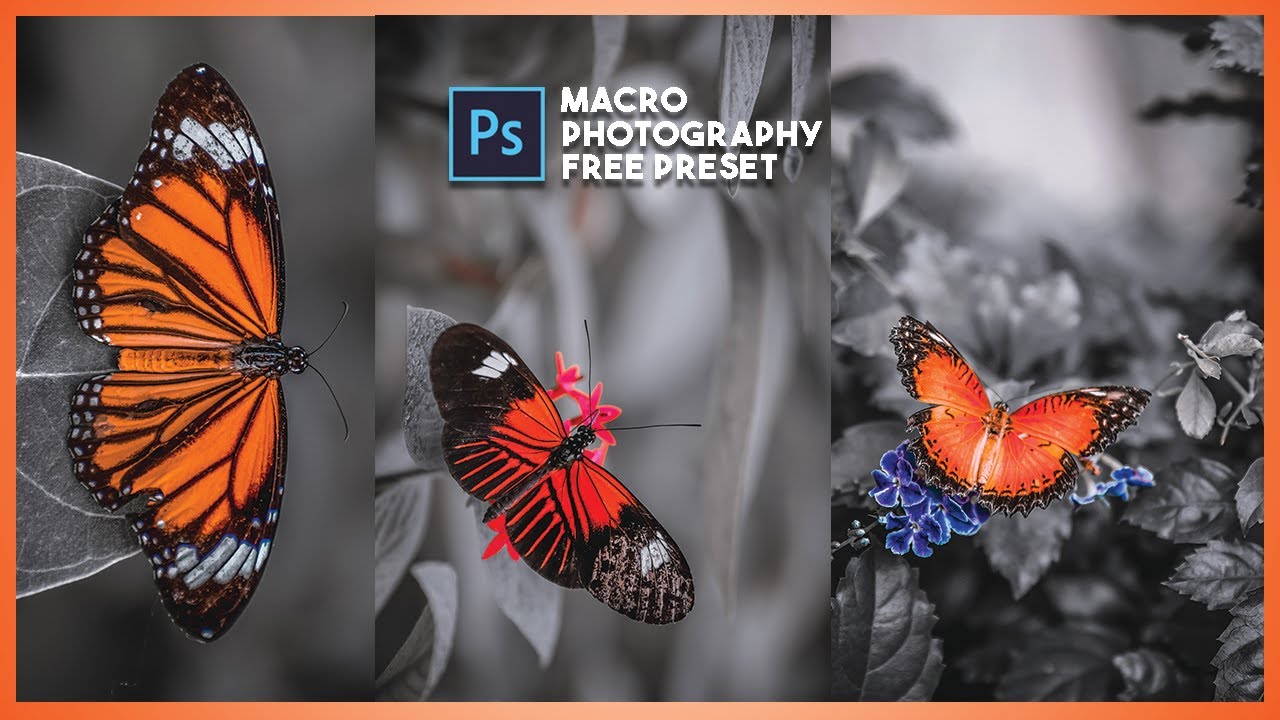 How to Edit Macro Photography | photoshop macro photography camera raw ...