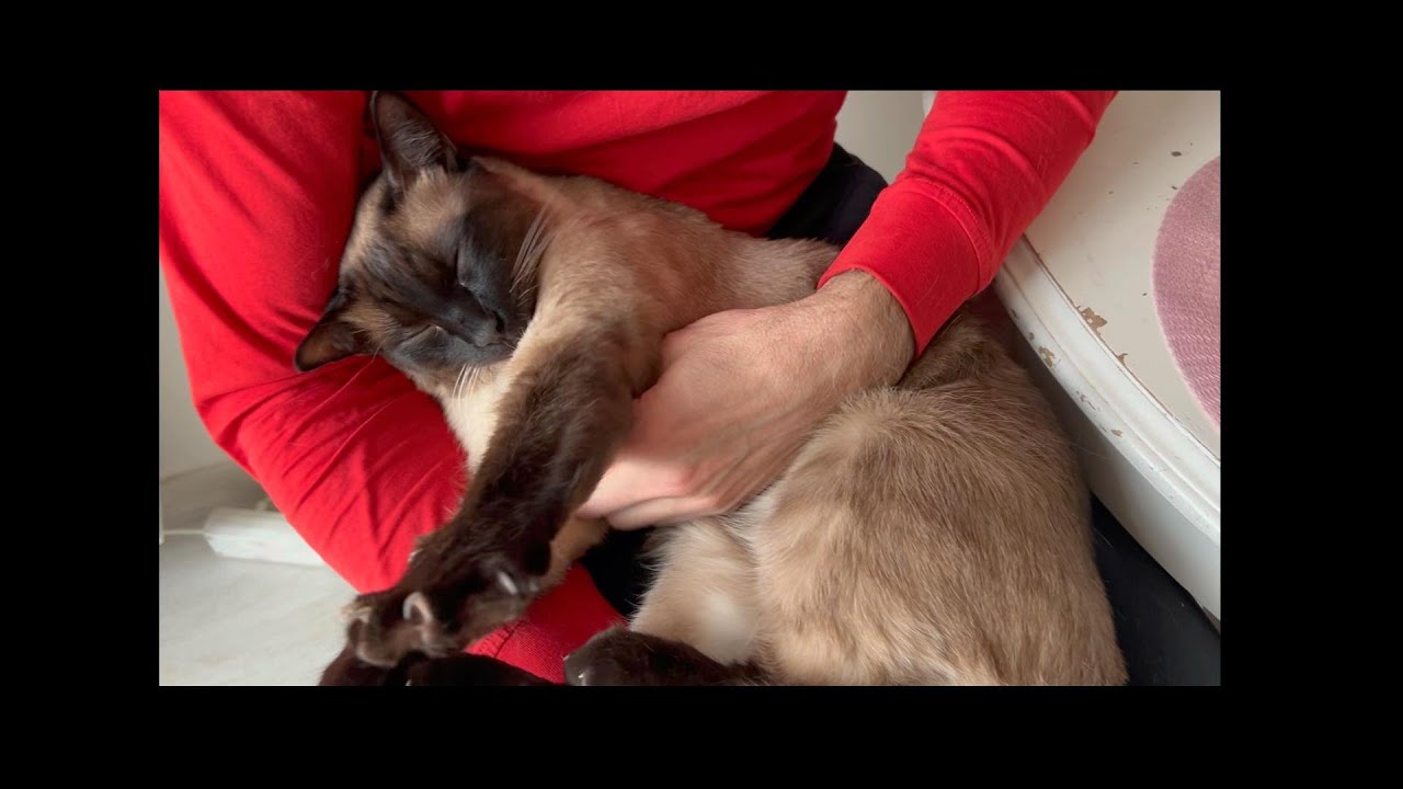 Siamese Cat Lap Nap - YouTube