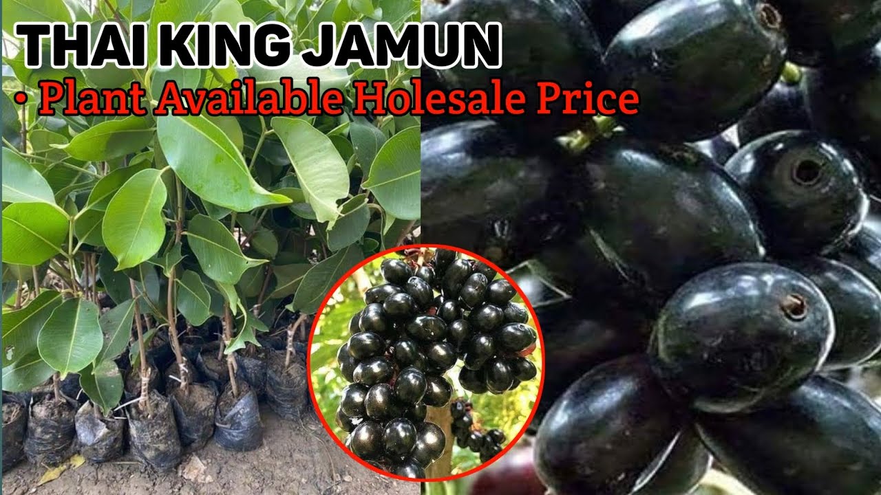 Thai King Jamun Farming in India | High Yield Jamun Variety Explained ...
