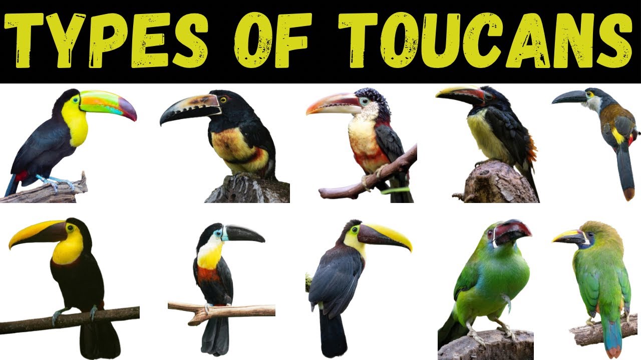 Types Of Toucans | Toucans | Birds For Kids #toucan #education - YouTube