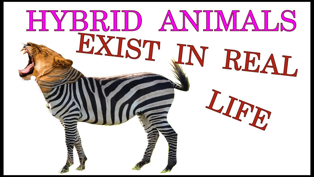 Real Life Mixed Animals