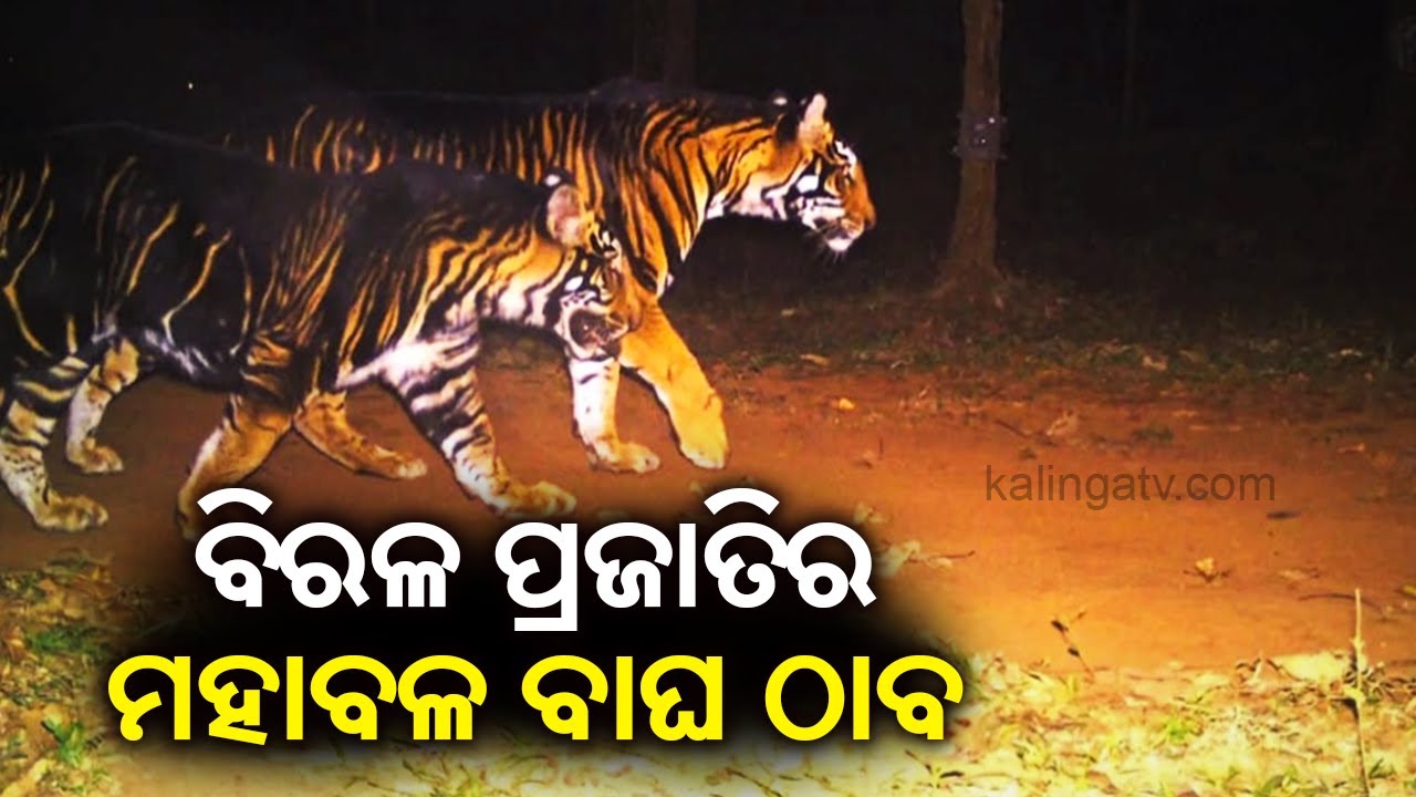 Rare Black Tiger Spotted In Simlipal National Park || KalingaTV - YouTube