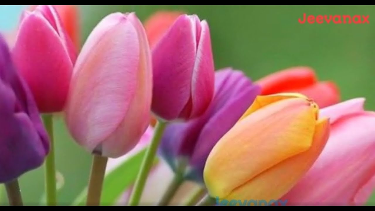 💙💙 Chellame Chellame Konju Song 🎷 Harris Jayaraj 🎸🎸 Movie @ Satyam ...