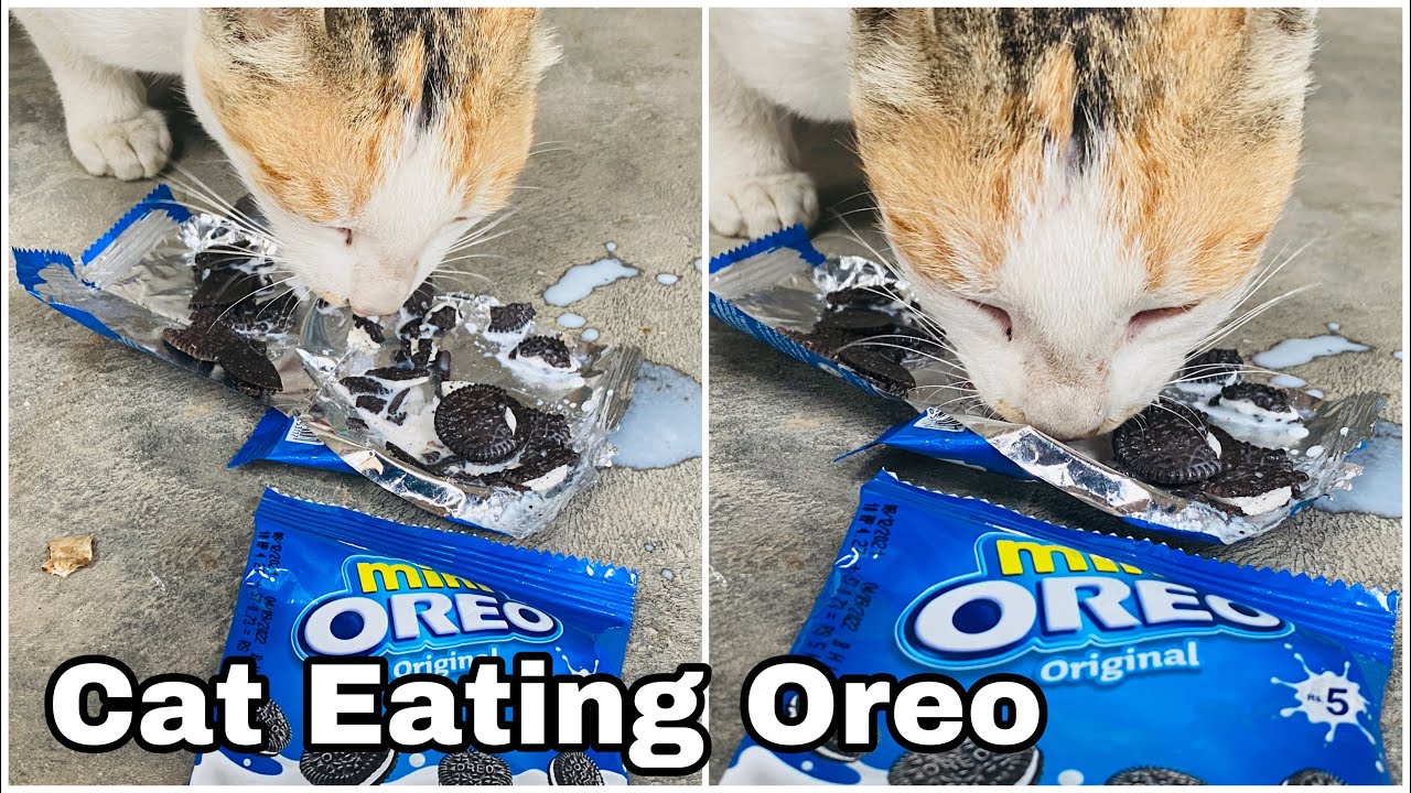 Cat Eating Oreo biscuit |Oreo Mini|Cat Eats Compilation |2022 - YouTube