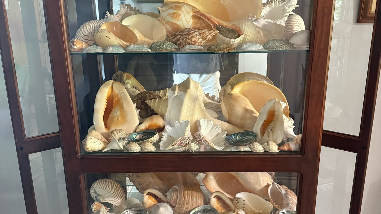 My seashell collection museum Introductory video - an overview of my ...
