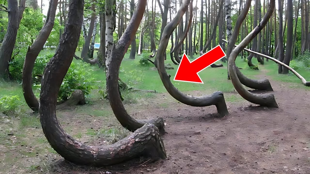 If You See Trees Shaped Like This, Run Away as Fast as You Can - YouTube