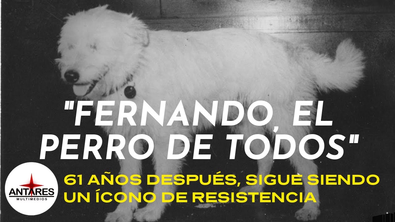 El perro Fernando 61 años después, sigue conquistando el corazón de la ...