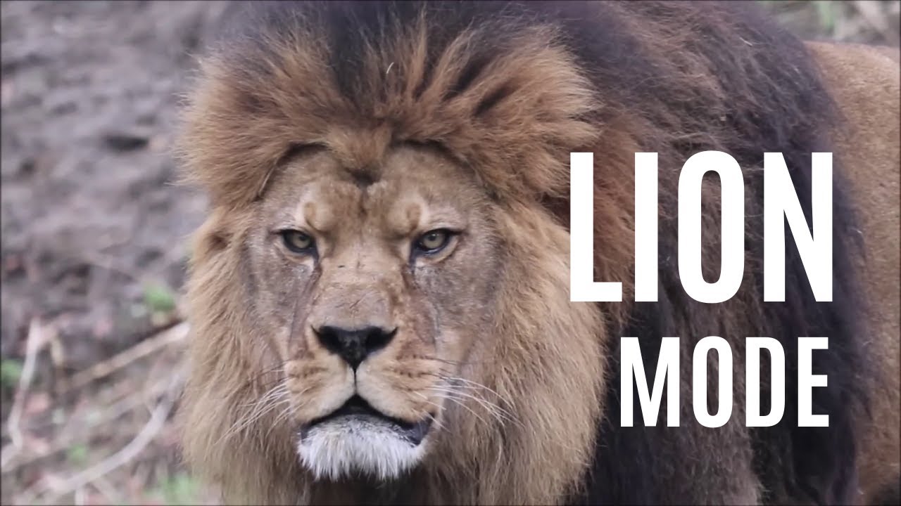 MOTIVATION LION MODE - YouTube