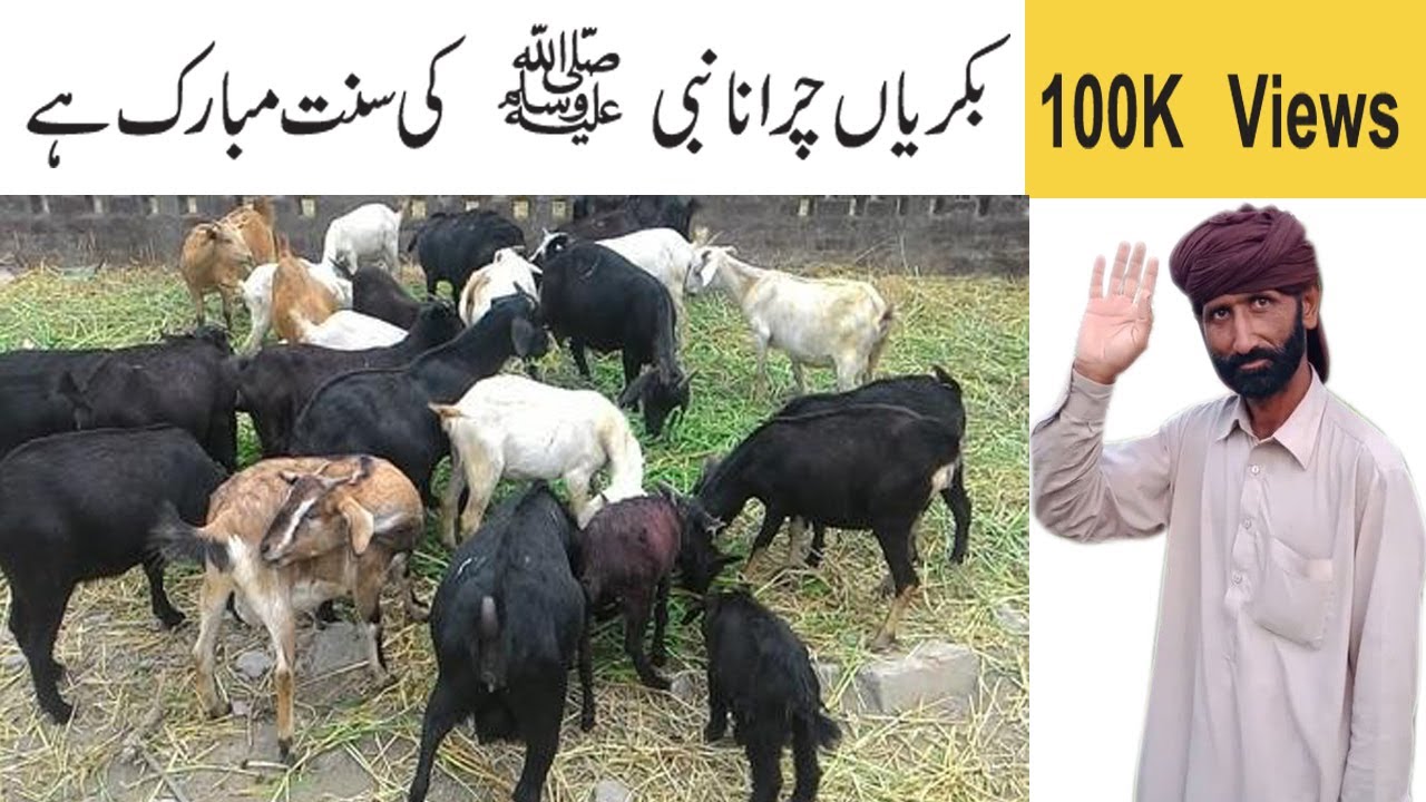 Rearing goats is the sunnah of the Prophet (SAW) - YouTube