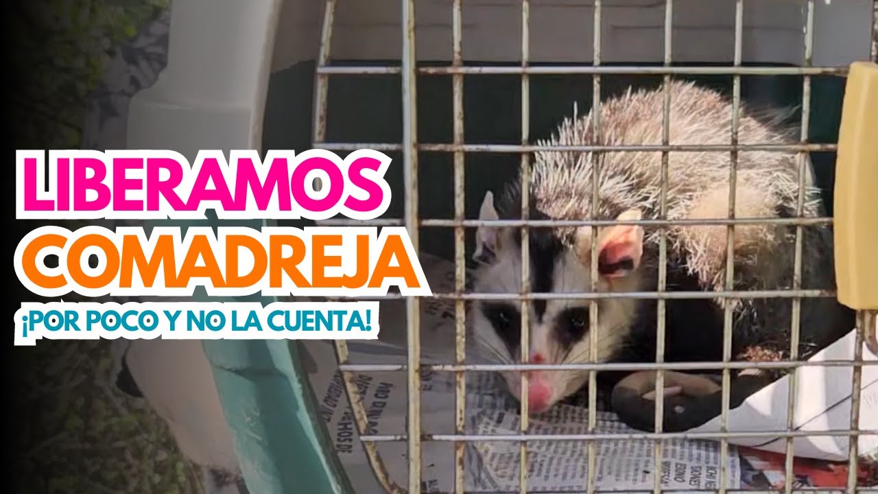 Liberamos a una zarigüeya/comadreja con crías, por poco y no la cuentan ...