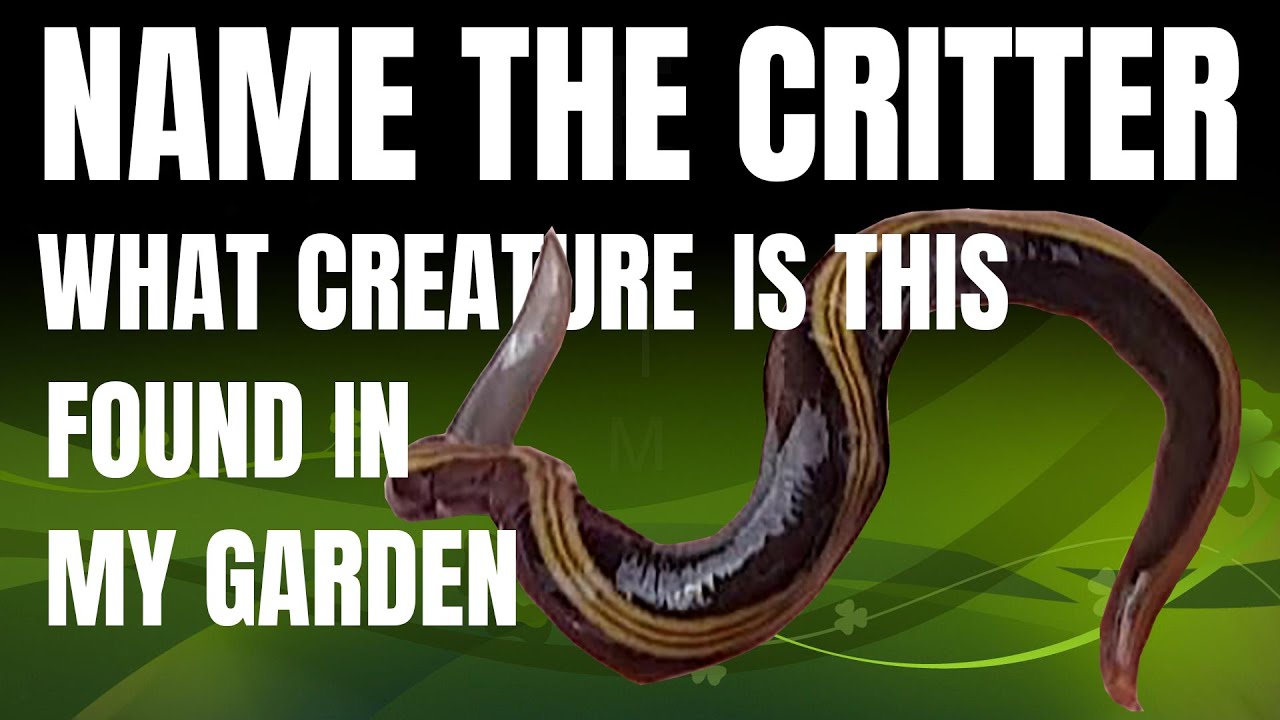 Name the critter - what is this from my garden? New Zealand Flatworm ...