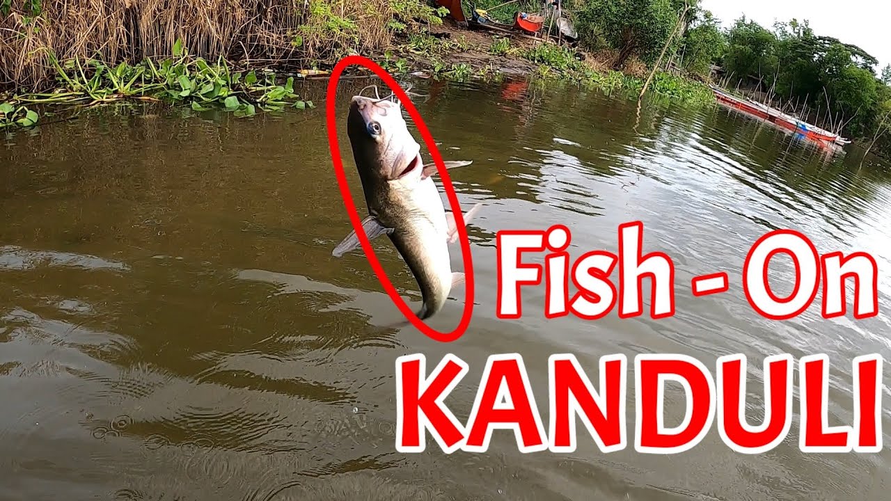 ANG LAKI NG KANDULI FISH | New Islander - YouTube