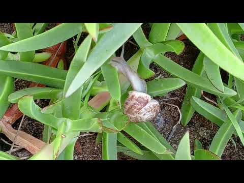 ilbiz 🐌 ve çanağı.İlbizin qidalanmasi#azerbaycan #baku #baki #snail #snails #snailshouse