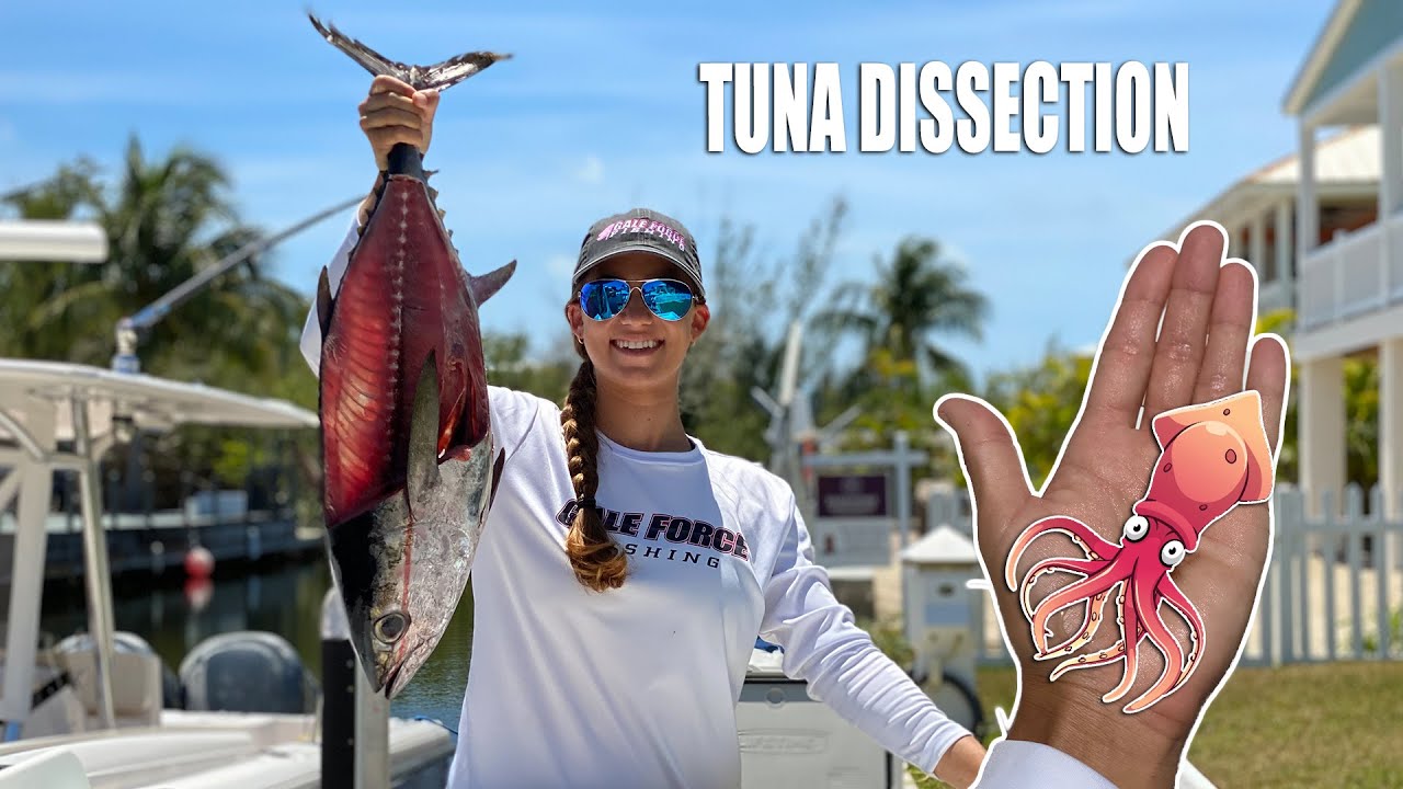 WHAT DO TUNA EAT?!? How to Filet Blackfin Tuna | Gale Force Twins - YouTube