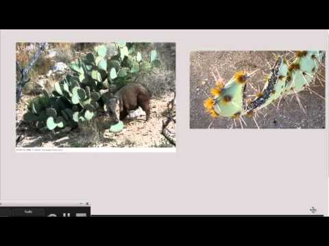 Cactus Natural Selection Case - YouTube