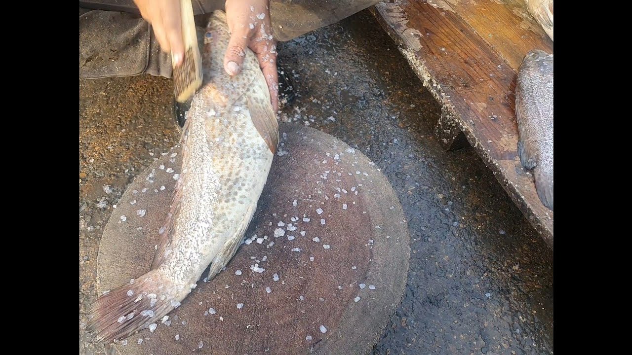 Fish Video | Gissar fish and Red snapper fish update | Karachi fishery ...