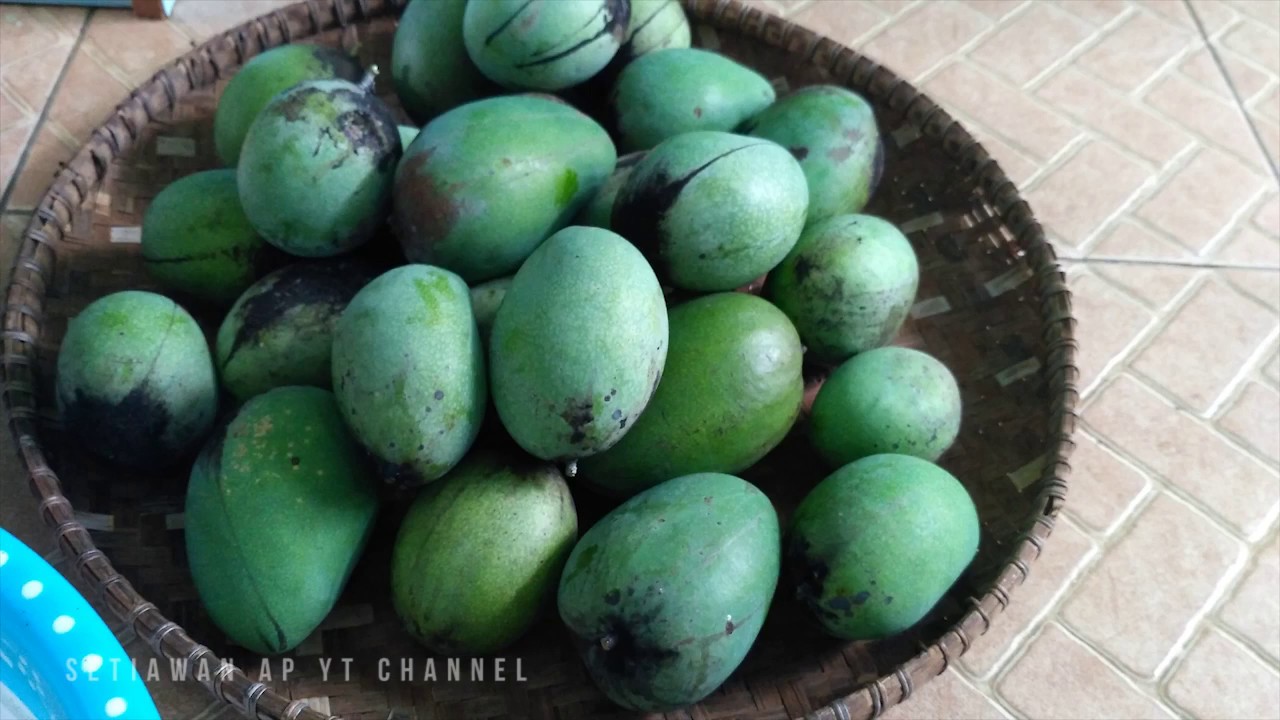 Panen Mangga Manalagi Dan Arumanis - YouTube