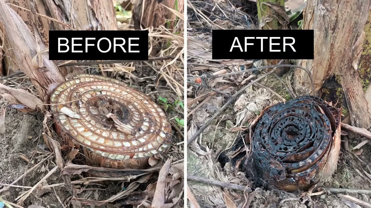 Paano gawn ang GAS PRUNING sa Cavendish na Saging - YouTube