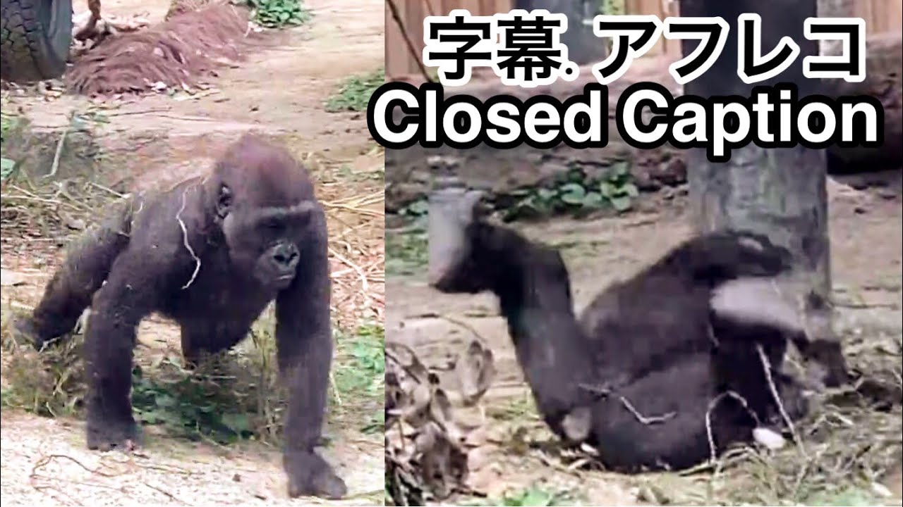 Visitors rejoice! Kintaro flipping over for no reason is just too cute ...