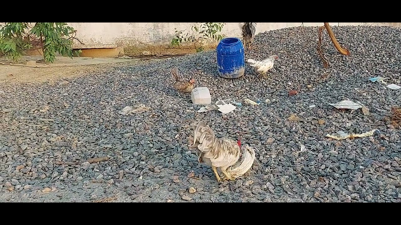 Japanese bantam 👌 ♥️ sbse choti breed - YouTube