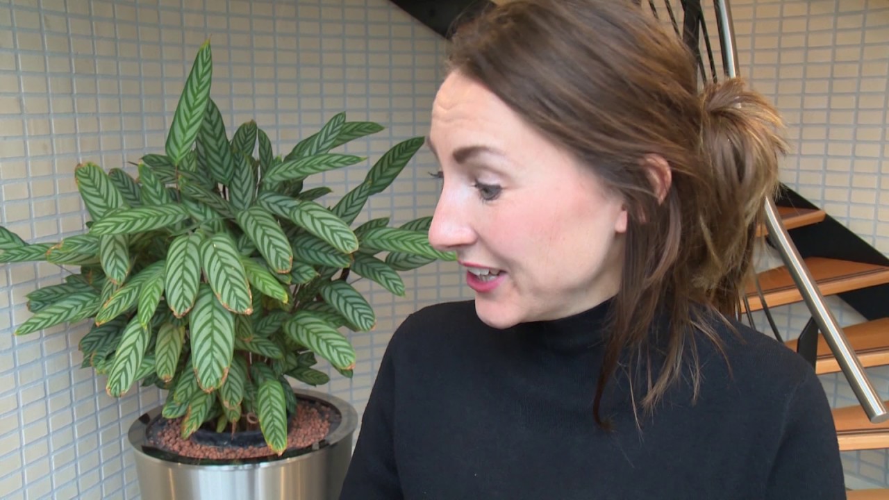 SAM Precision BV item - YouTube