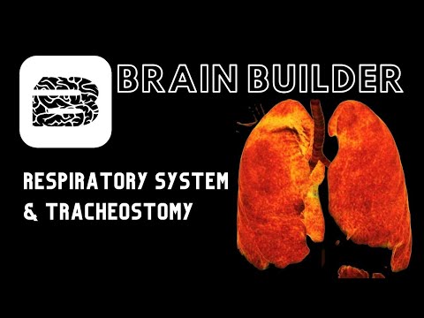 Respiratory System and Tracheostomy | Real Anatomy