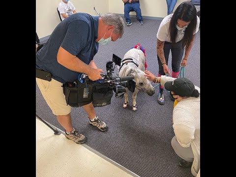 WCVB TV Chronicle Four-legged employees bring unique skills to work ...