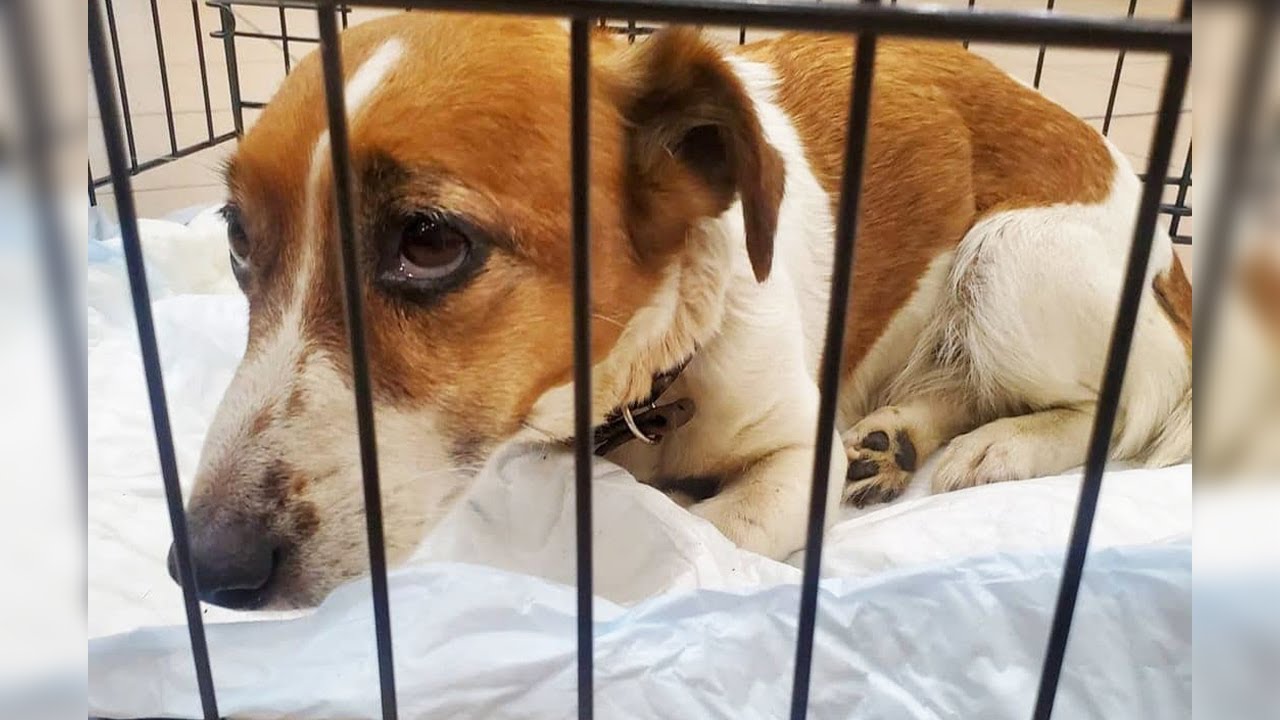 The dog collapsed and fasted after being abandoned, grumpy with all ...