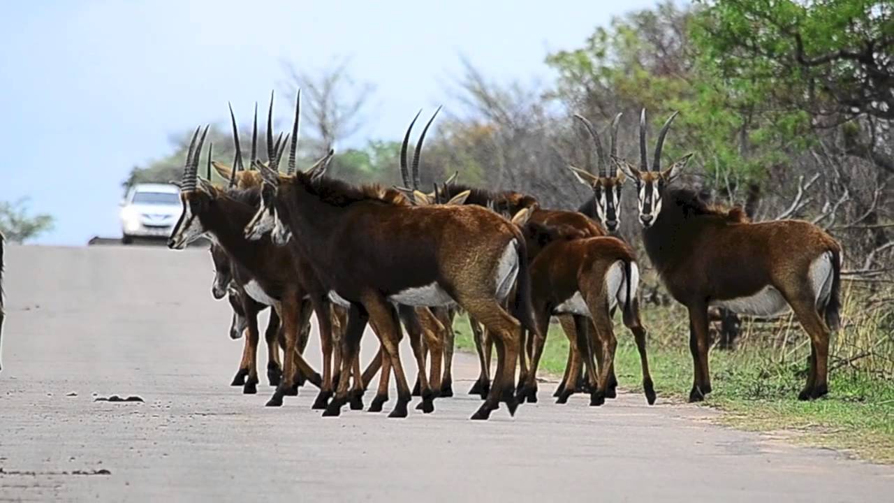Rare Sable Antelope captured on video - YouTube