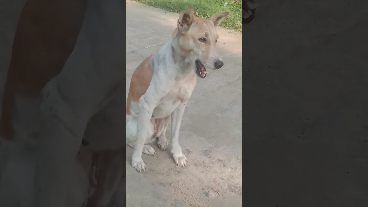 comedy video jaldi jaldi share karo like karo - YouTube