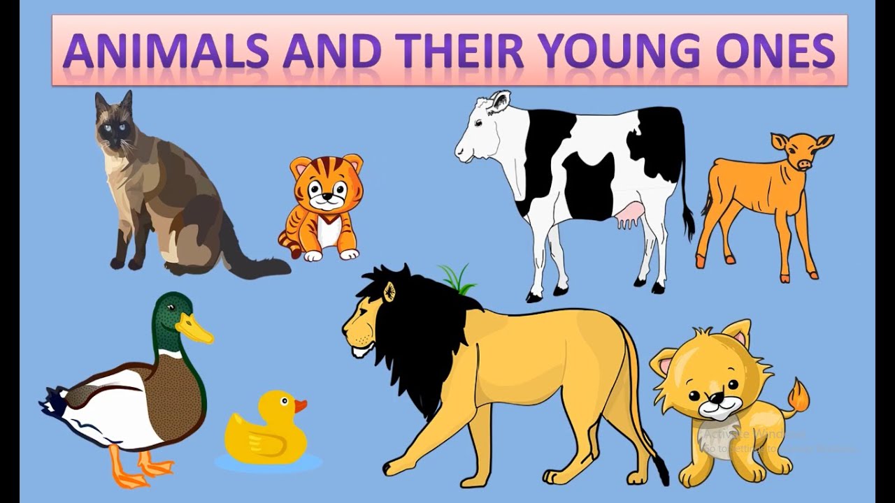 Learn Name of Animals and their young ones | Animals and thier Babies ...