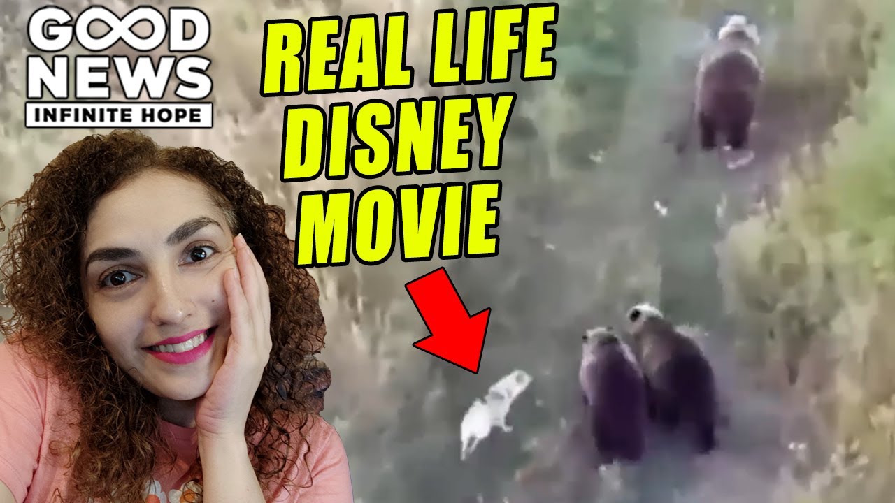 REAL LIFE Disney movie - A dog & some bears - YouTube