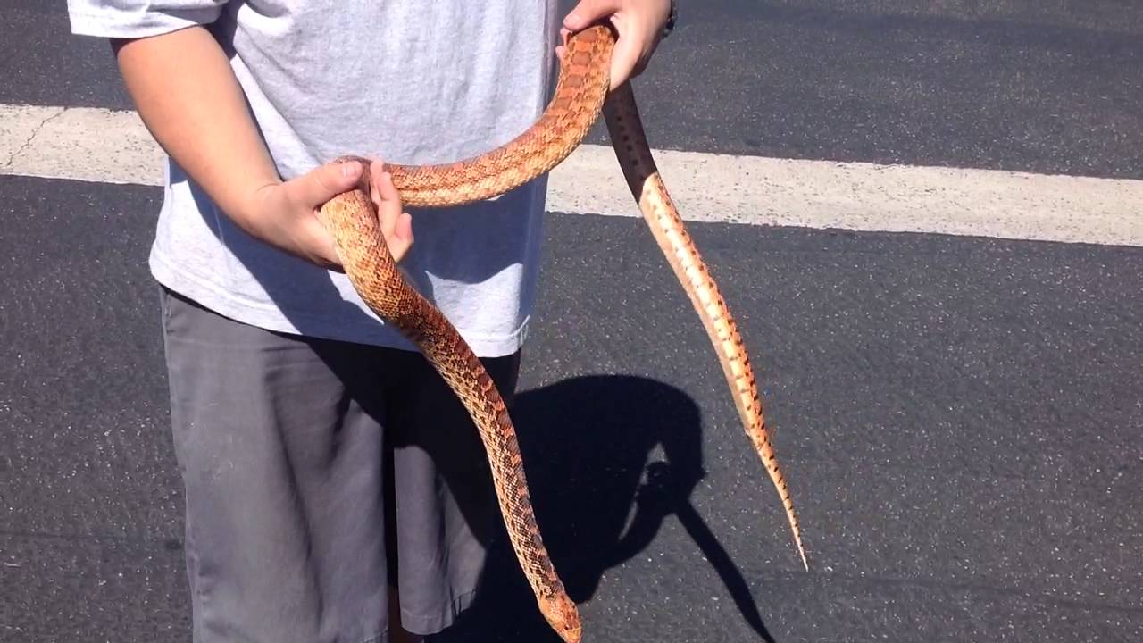 Extreme Red Bull Snake - YouTube