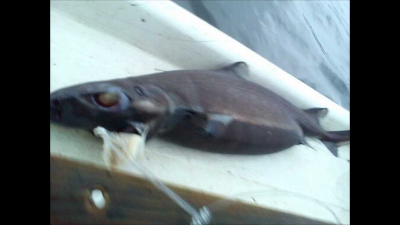 shar fishing/ svarthå fiske. - YouTube