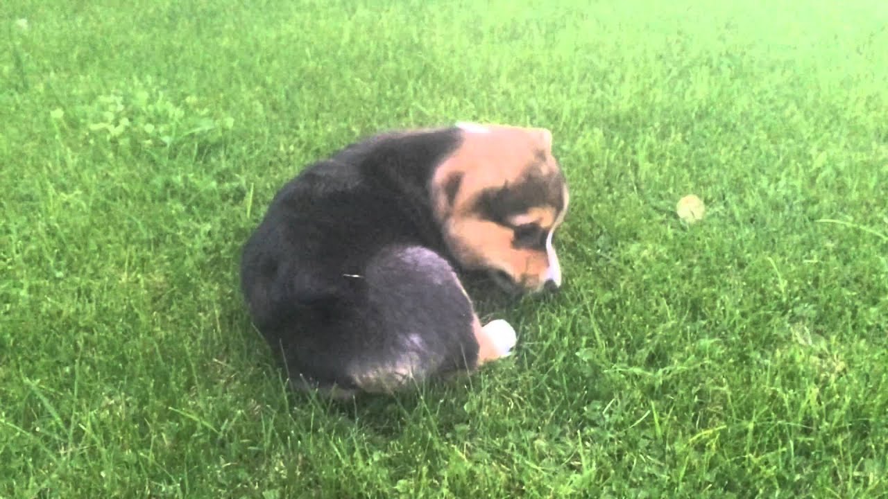 Corgi Puppy Hops Like A Bunny! (Very CUTE!!) - YouTube