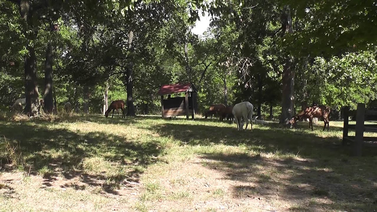 Riding the tram at Grant's Farm - YouTube