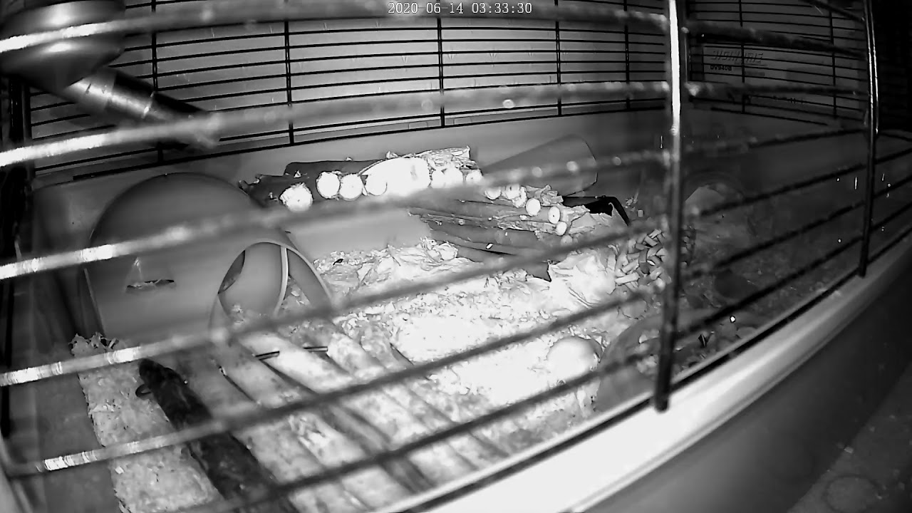 Night vision camera on per mice - YouTube