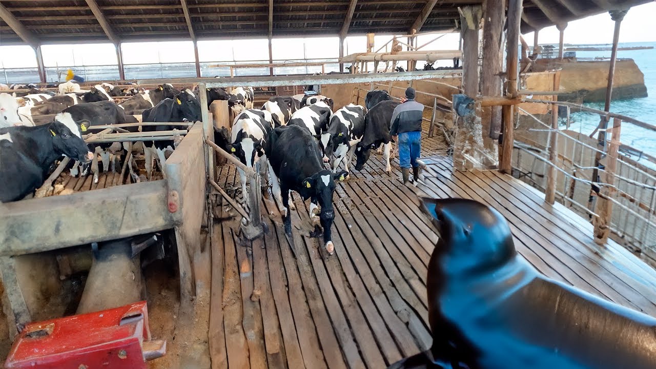 Life on the Farm: Meet Our Adorable Cows! - YouTube