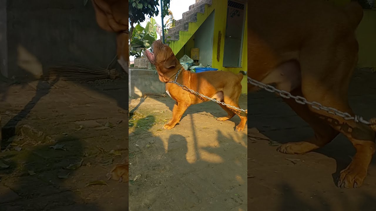 french mastiff barking sound After seeing other dogs #dog - YouTube
