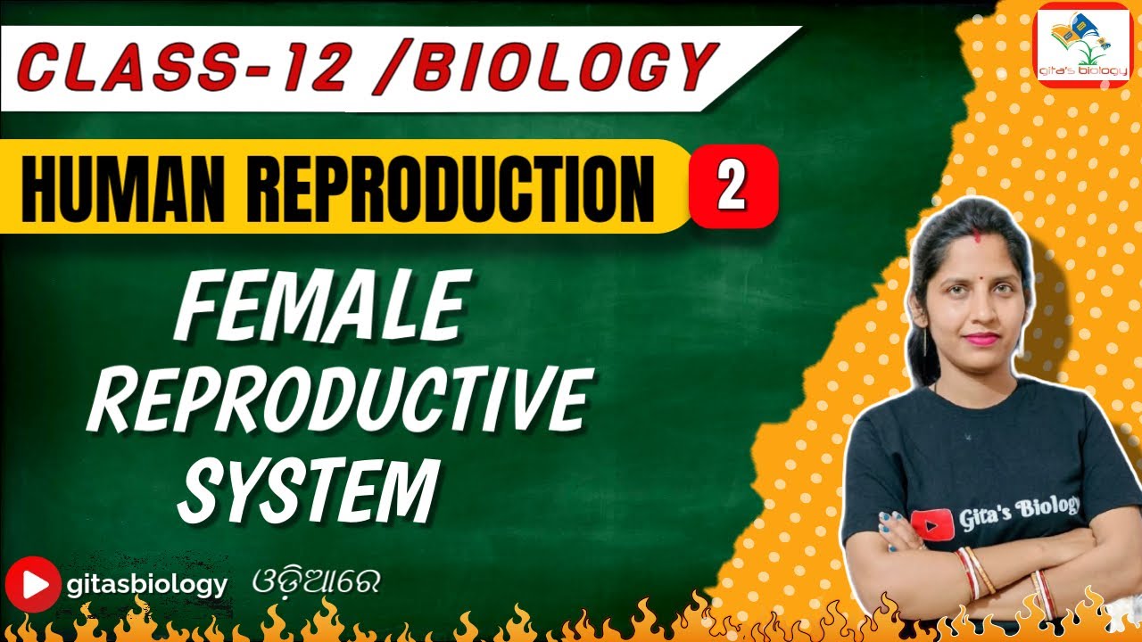 Human Reproduction ||Lecture-2 ||Female Reproductive System||Class 12 ...