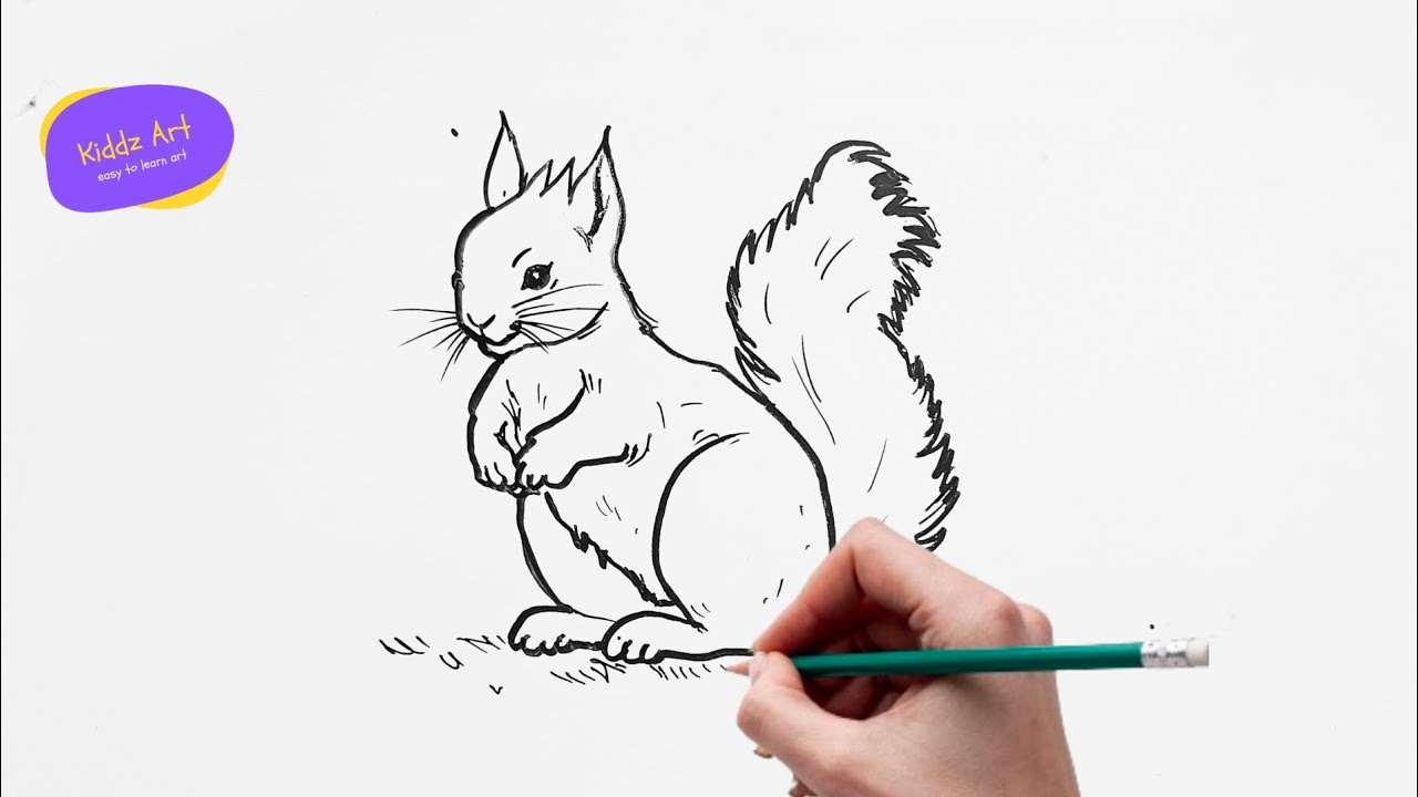 Easy squirrel drawing | How to Draw a Squirrel - YouTube